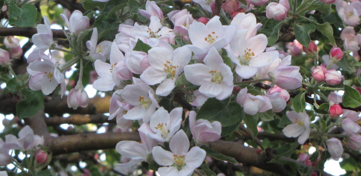 Coddling Moth - Harmony Garden Centre